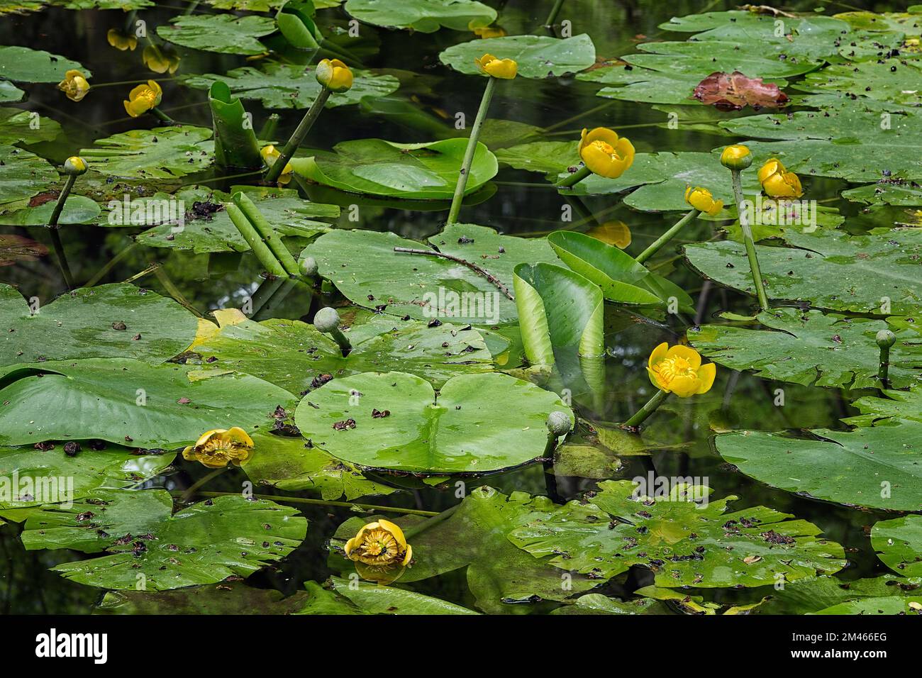 Yellow water lily (Nuphar lutea). Nymphaeaceae. Perennial aquatic plant ...