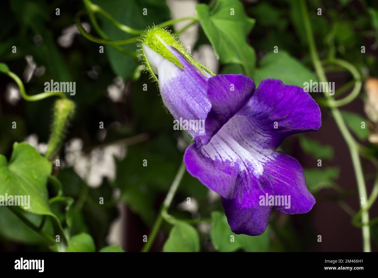 Maurandya scandens, Plantaginacea. Climbing perennial herb. Ornamental ...