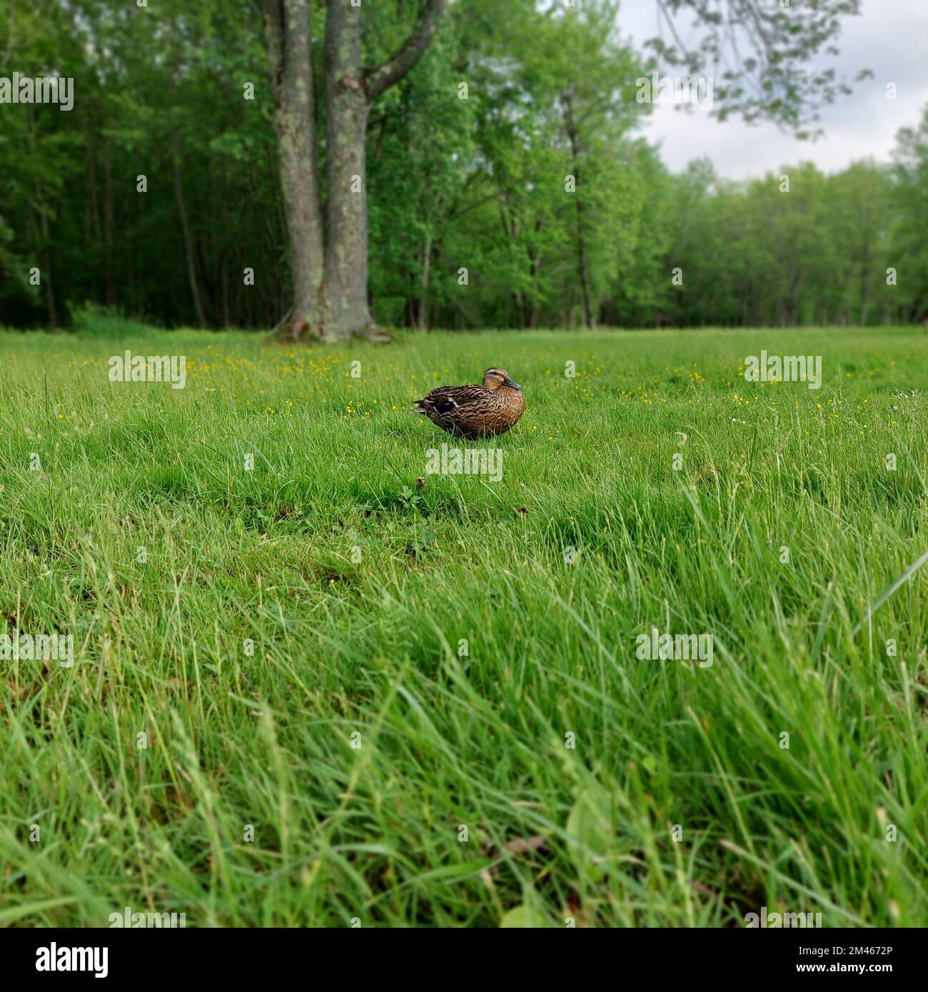 A duck in greenery field Stock Photo - Alamy