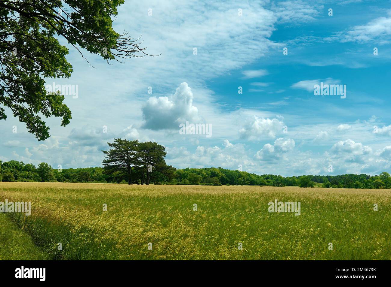 An aerial view of greenery field surrounded by dense trees Stock Photo ...