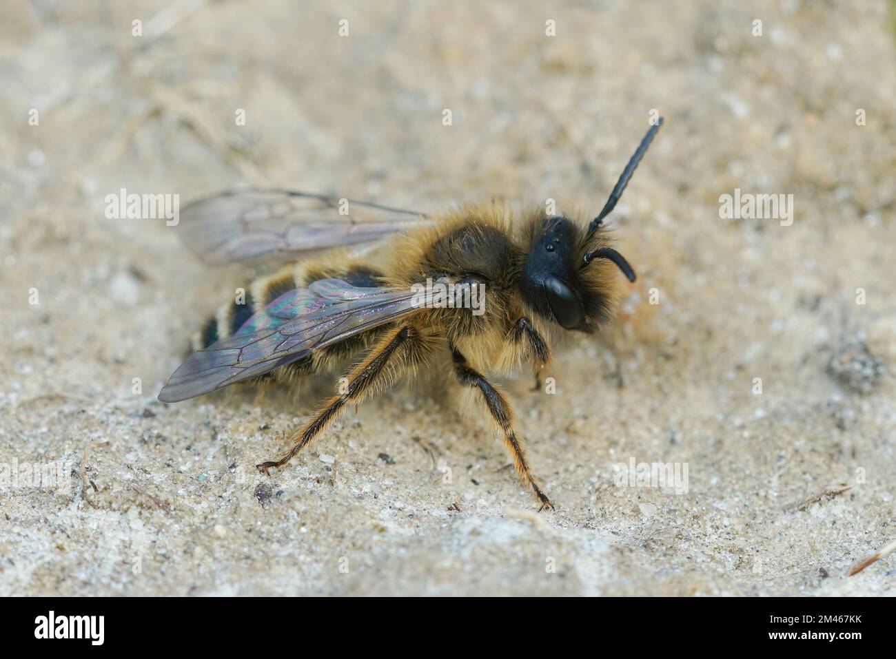 Natural closeup on a male Yellow legged mining bee, Andrena flavipes ...