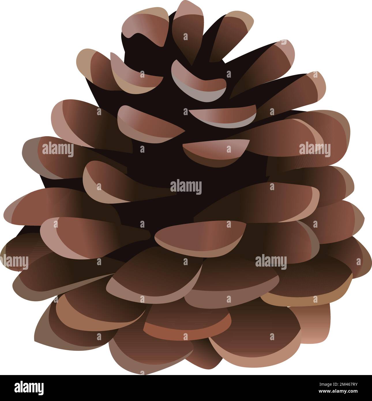 Vector pine cone isolated on white background Stock Vector Image & Art ...