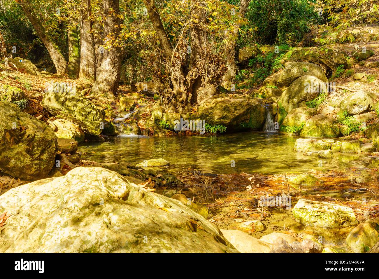 View of rocks, trees, water stream and fall foliage, in the Amud Stream ...