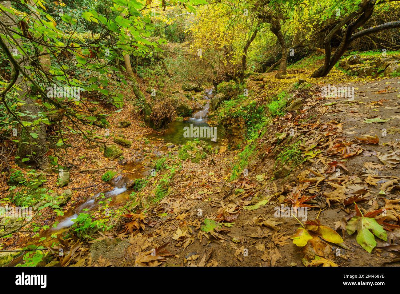 View of rocks, trees, water stream and fall foliage, in the Amud Stream ...