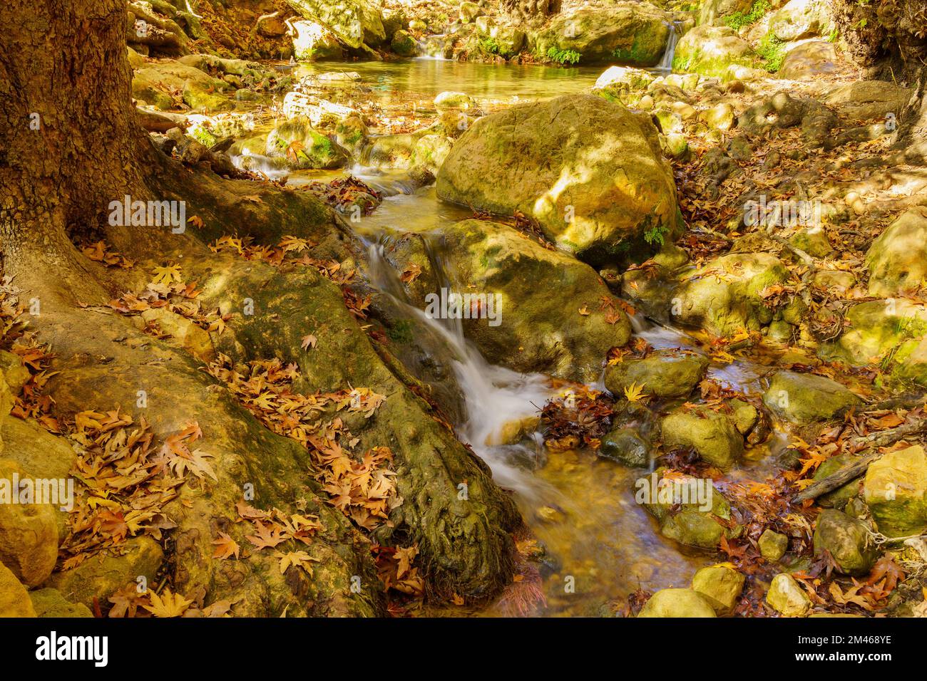 View of rocks, trees, water stream and fall foliage, in the Amud Stream ...