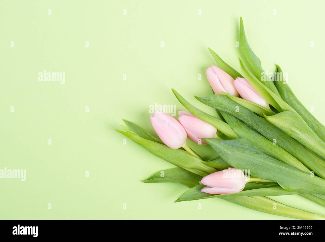 Tulips greeting card for birthday, easter holiday, valentines day ...