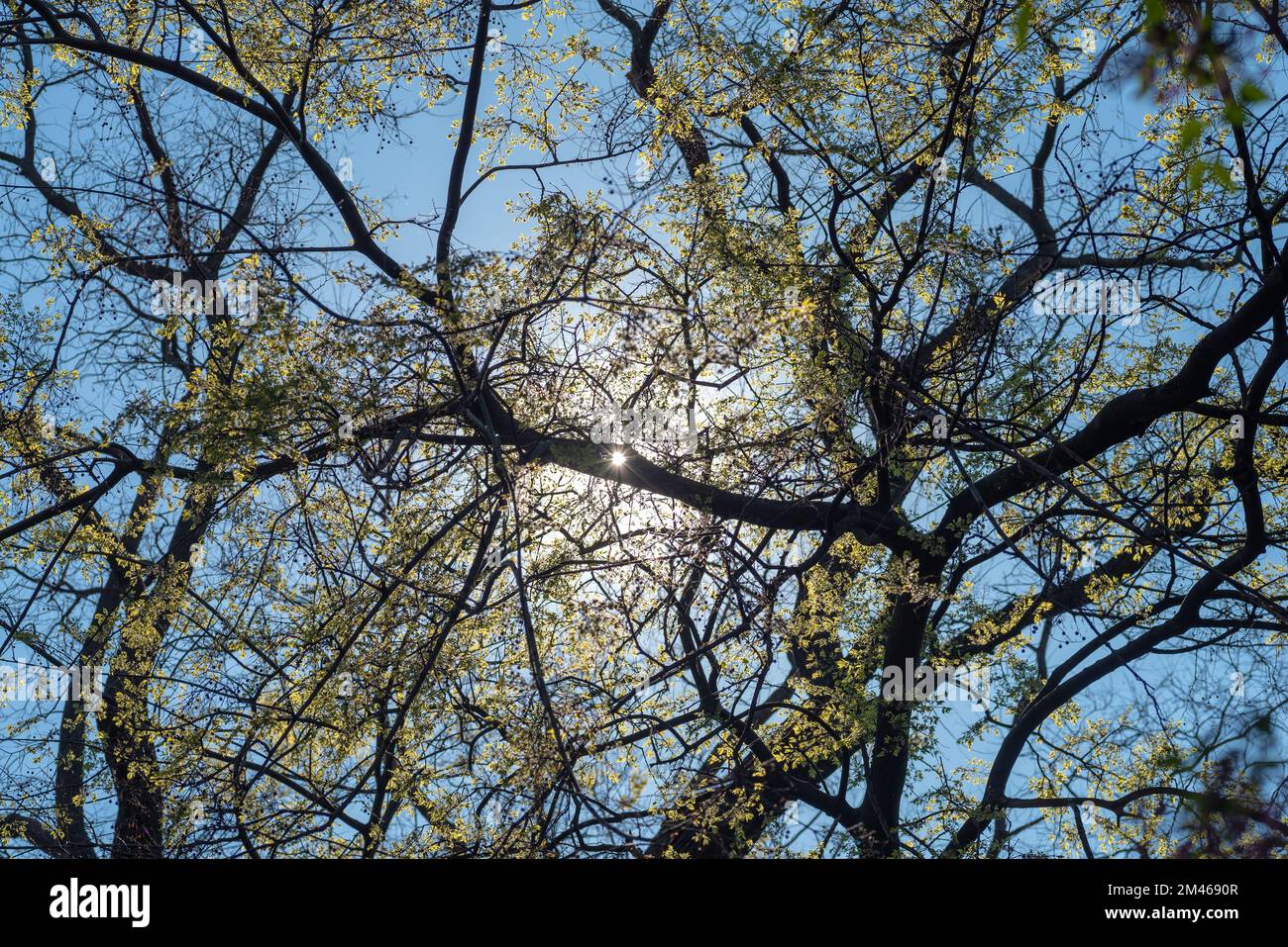 A low angle shot of tree branches with yellow leaves under the shining ...