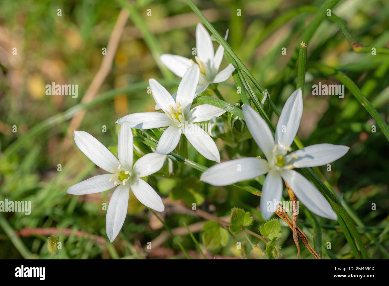 A macro shot of multiple Star of Bethlehem flowers with white and ...