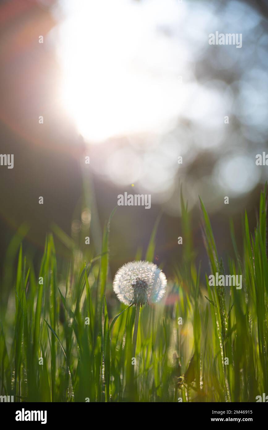 A closeup shot of a single dandelion in the grass against the ...