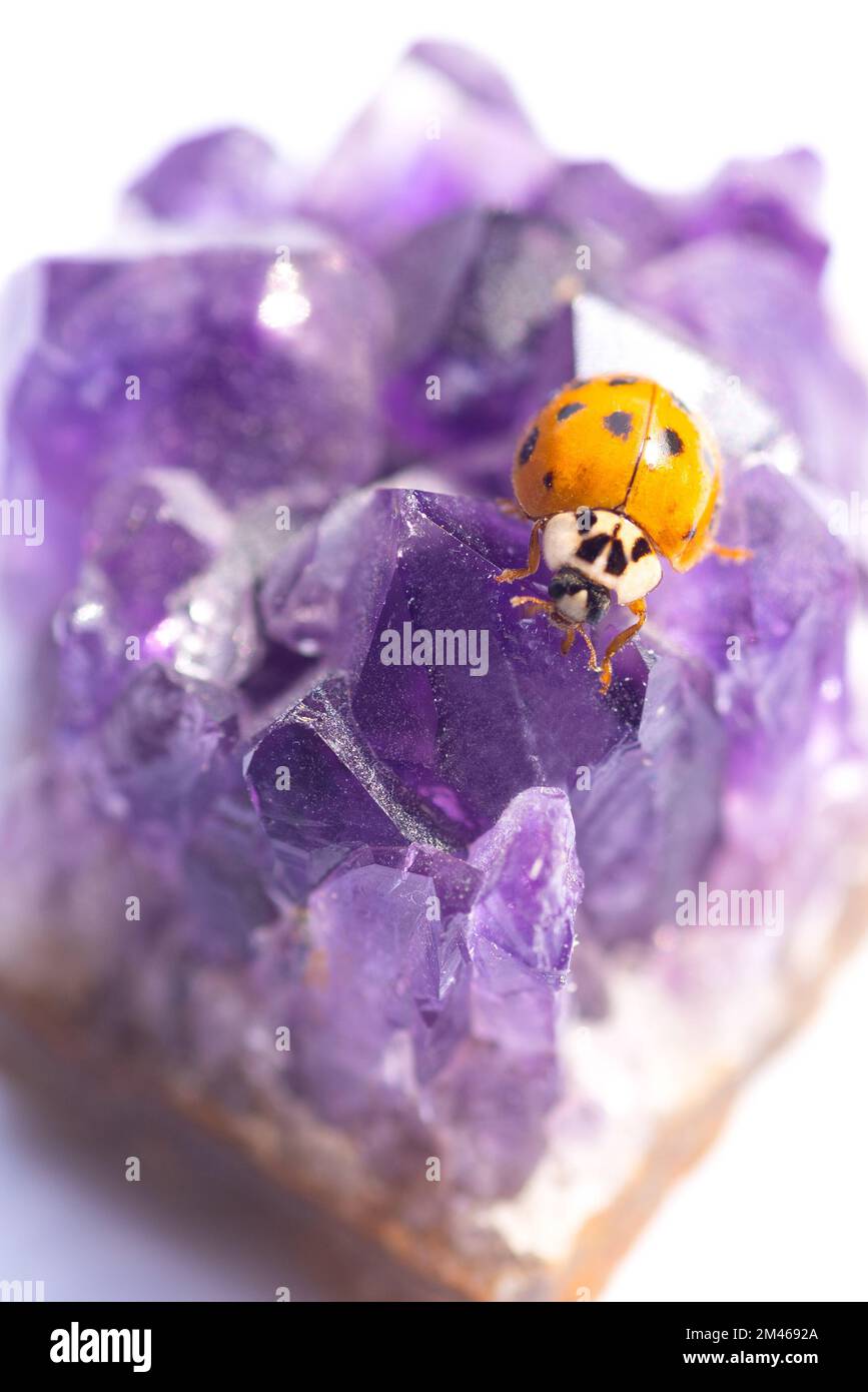 A vertical macro shot of a ladybug standing on a purple amethyst on an ...