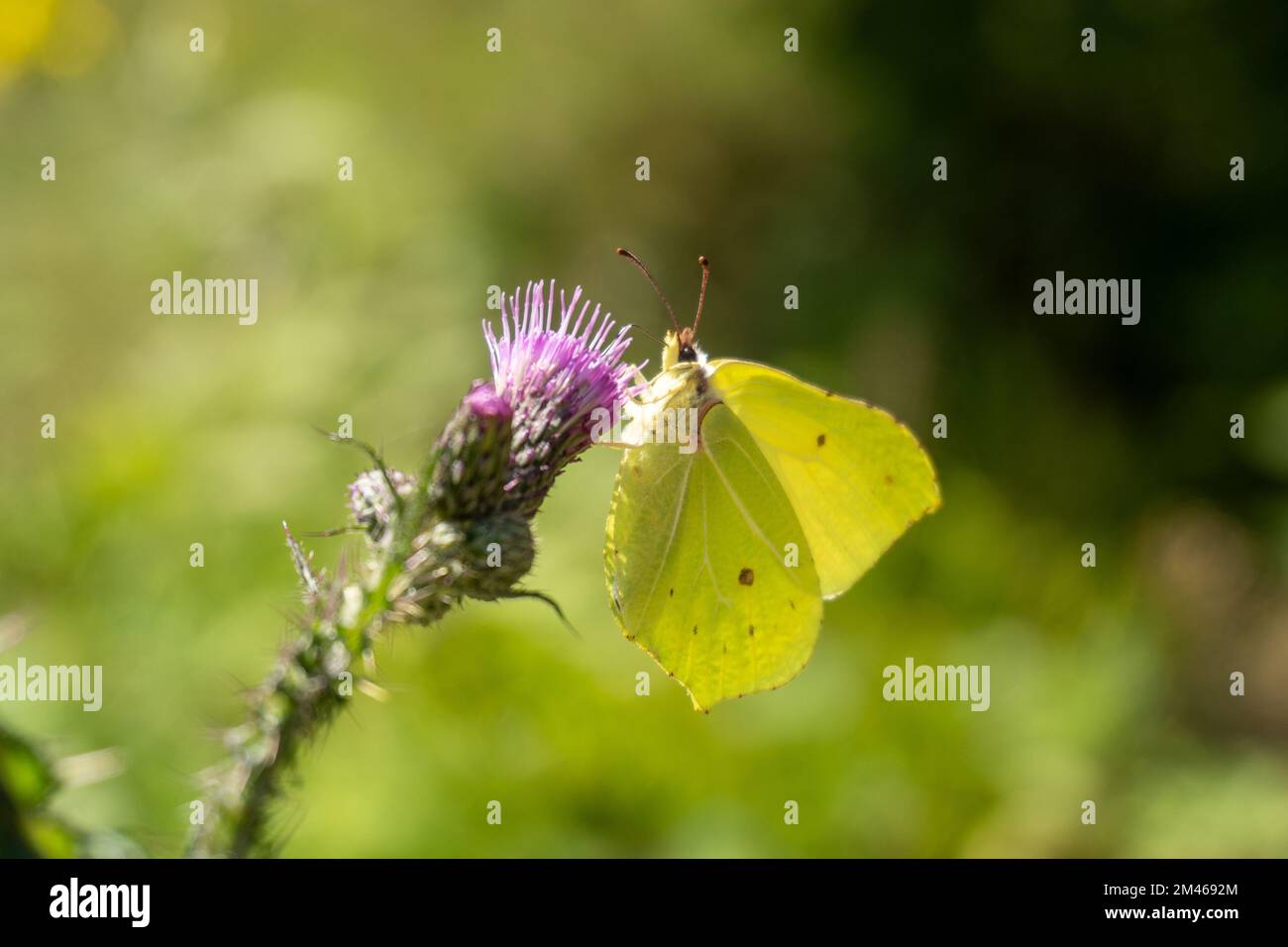 A macro shot of a Common brimstone standing on a purple thistle flower ...