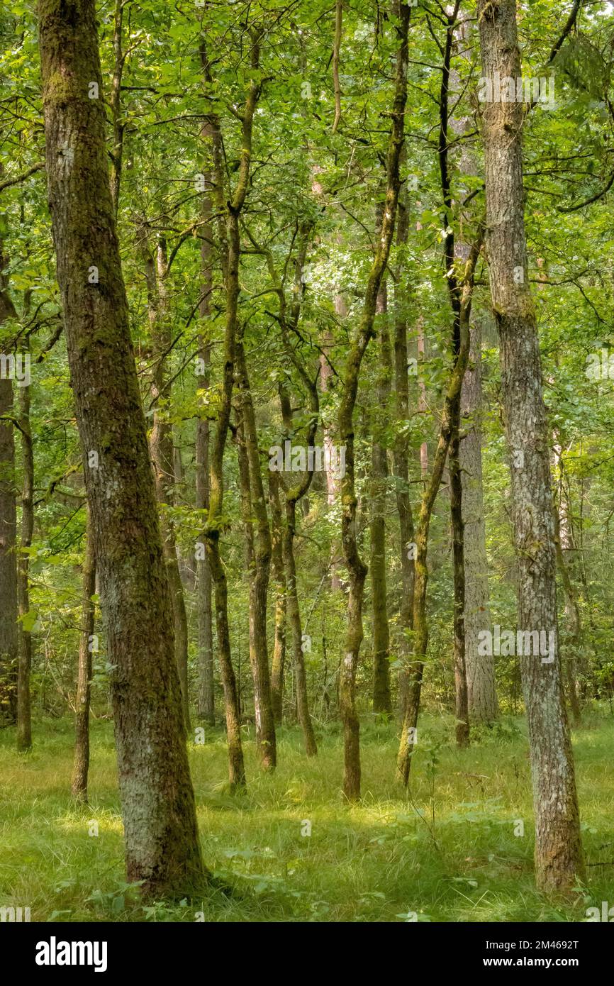 A vertical shot of tree trunks and green grass in a quiet summer forest ...