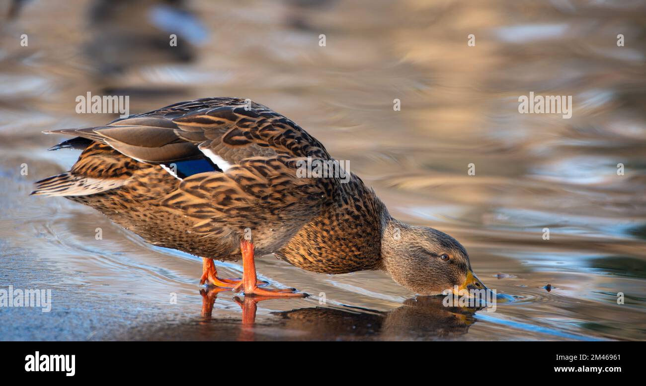 Mallard duck, anas platyrhynchos, drinking water on frozen and snow ...