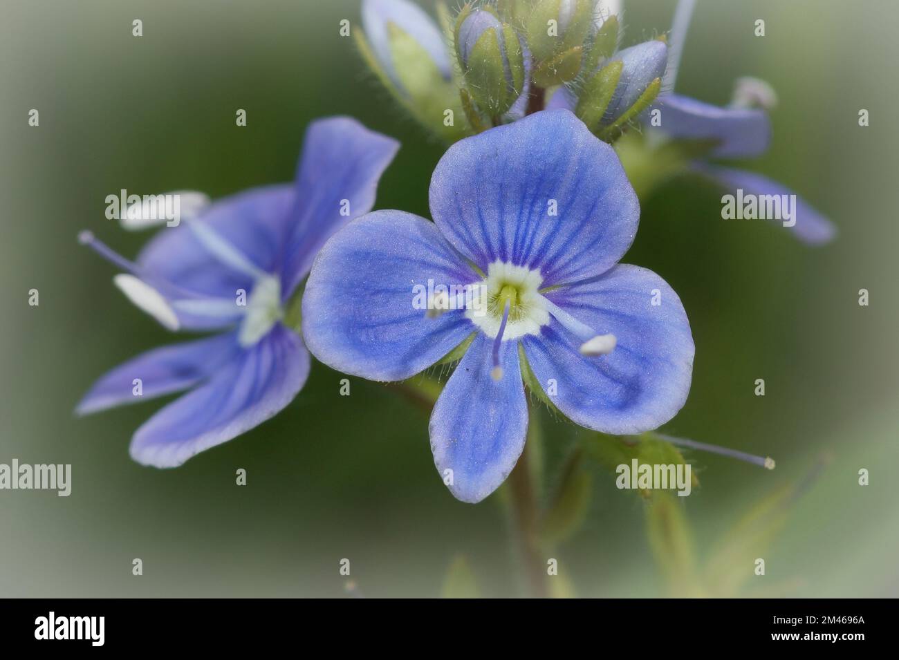 Natural closeup on a brilliant blue germander speedwell flower ...