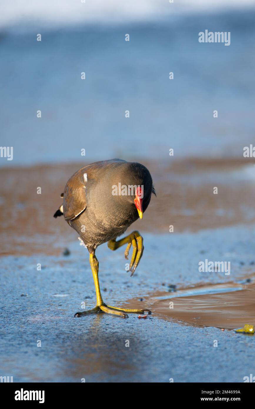 Common gallinule, Gallinula galeata moorhen waddle over frozen and snow ...