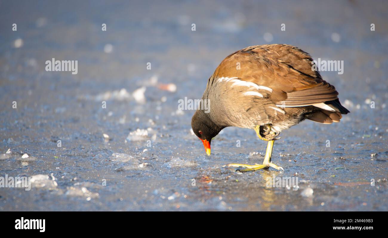Common gallinule, Gallinula galeata moorhen waddle over frozen and snow ...