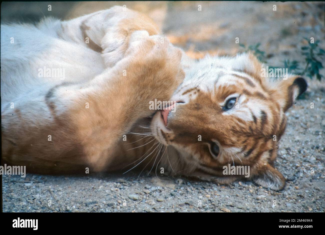 A closeup of a beautiful Siberian tiger lying on the ground and looking ...