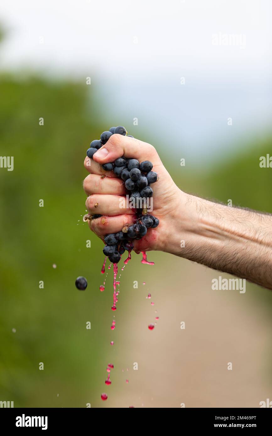 Hand squeezing juicy grapes hi-res stock photography and images - Alamy
