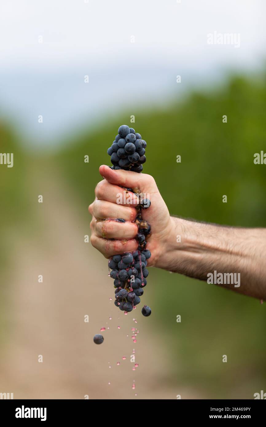 Squeezing grapes hi-res stock photography and images - Alamy