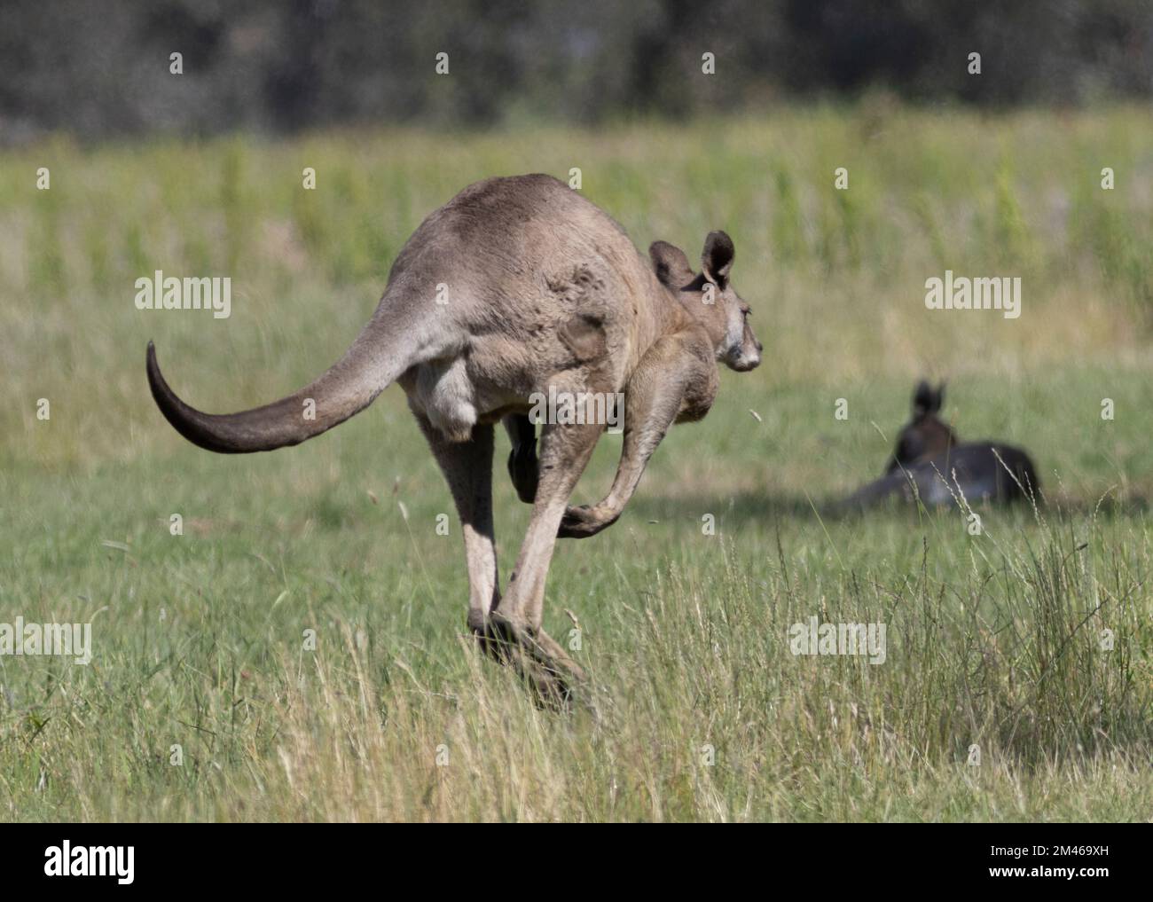 Kangaroos are some of Australia's most recognisable and well known ...