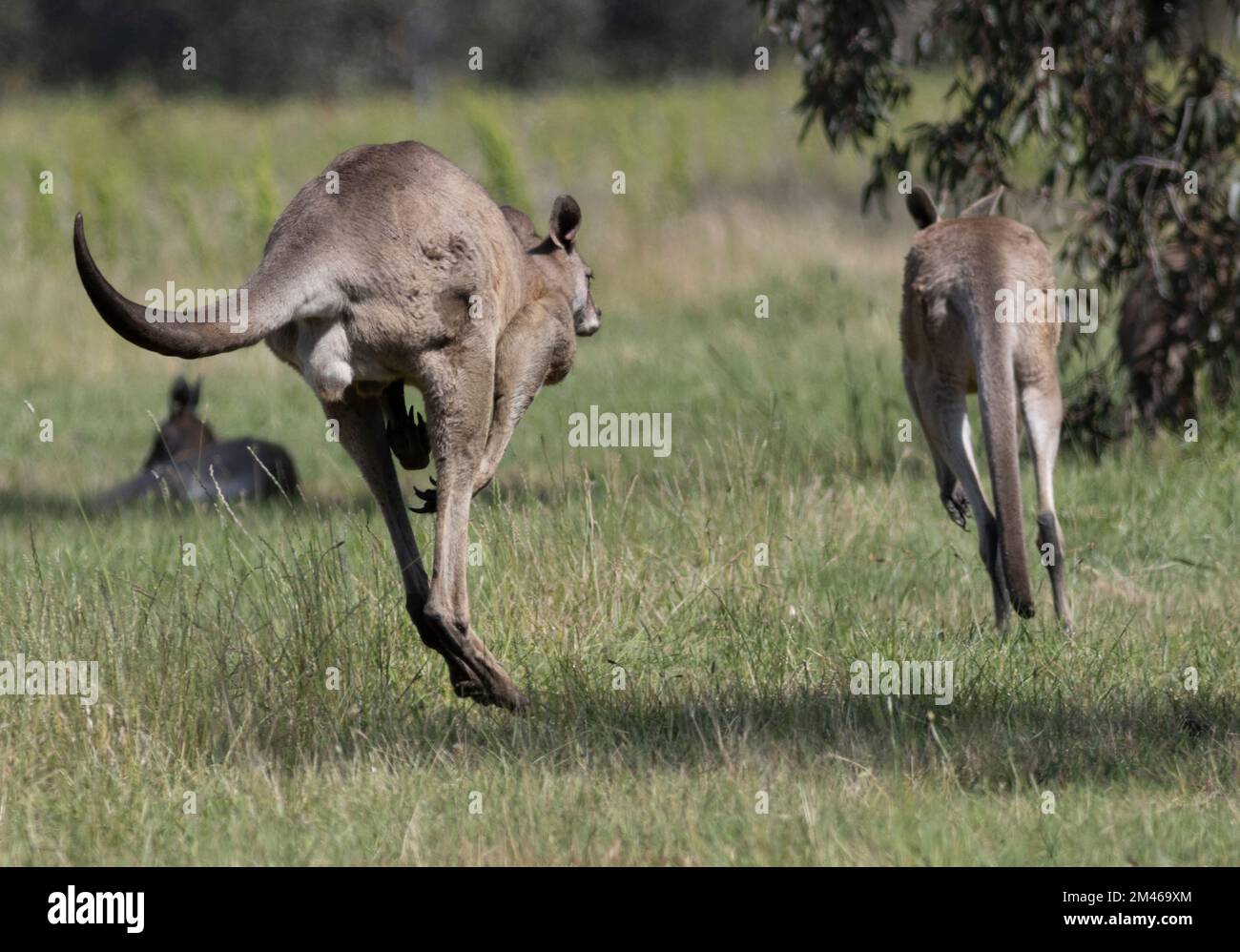 Kangaroos are some of Australia's most recognisable and well known ...