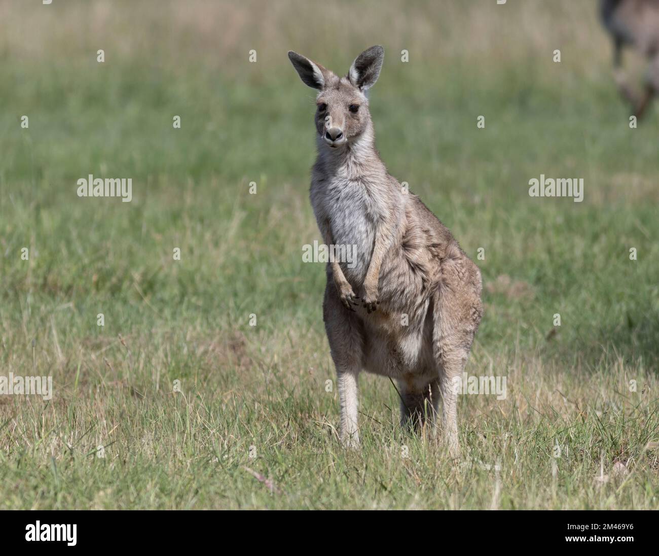 Kangaroos are some of Australia's most recognisable and well known ...