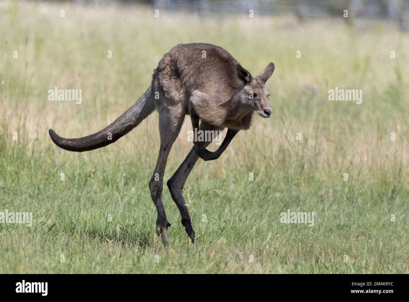 Kangaroos are some of Australia's most recognisable and well known ...