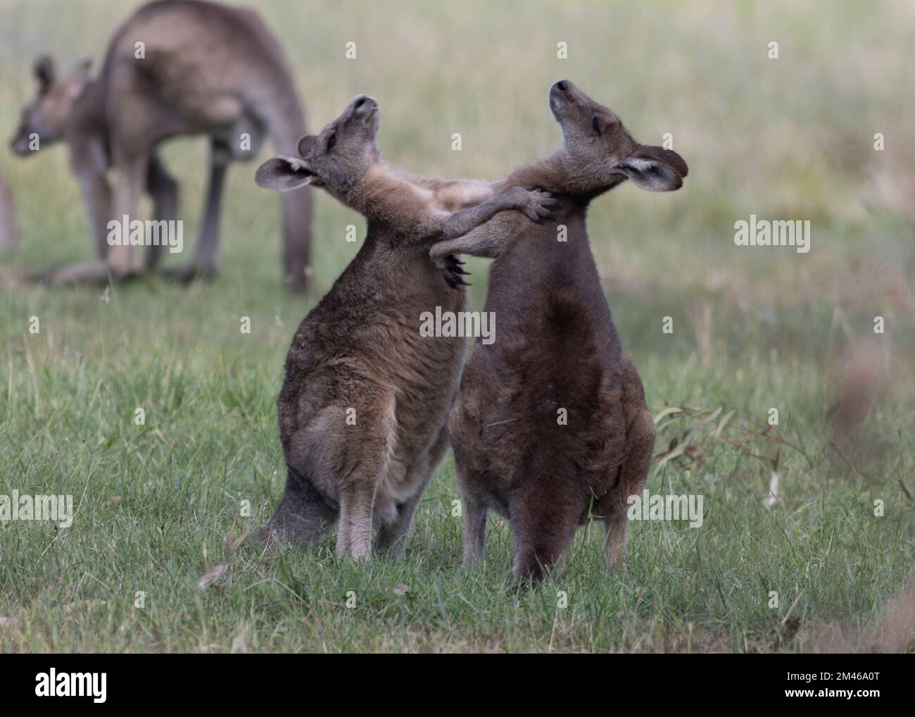 Kangaroos are some of Australia's most recognisable and well known ...