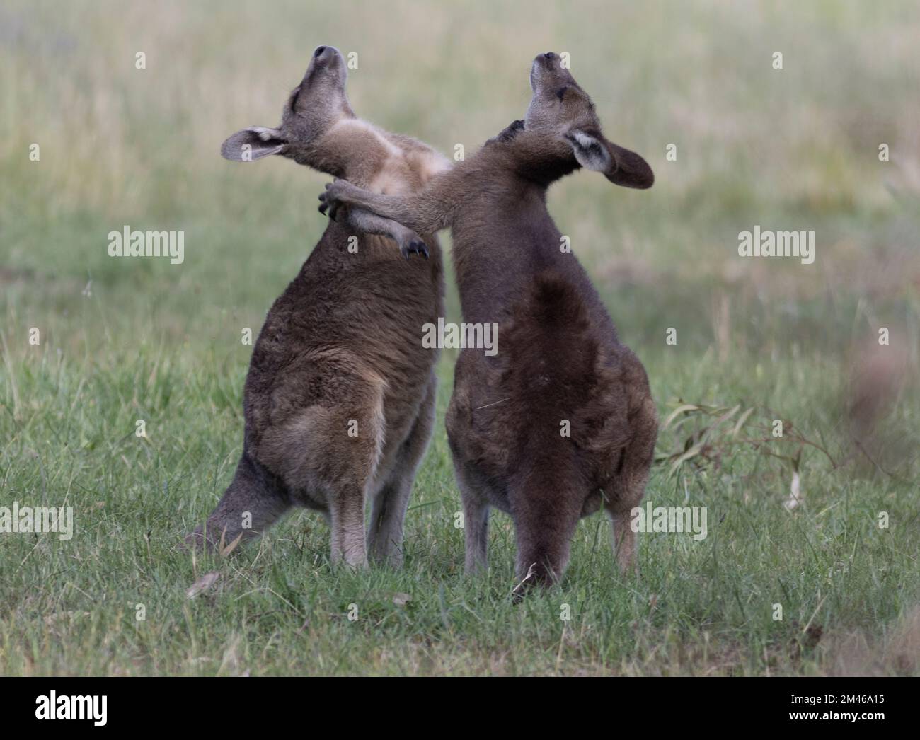 Kangaroos are some of Australia's most recognisable and well known ...