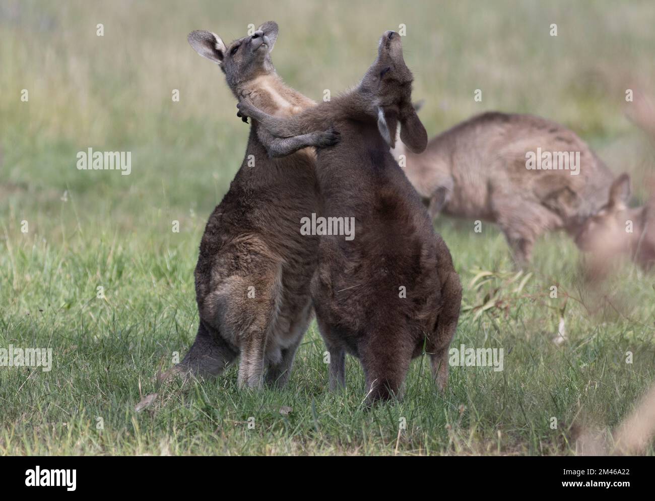 Kangaroos are some of Australia's most recognisable and well known ...