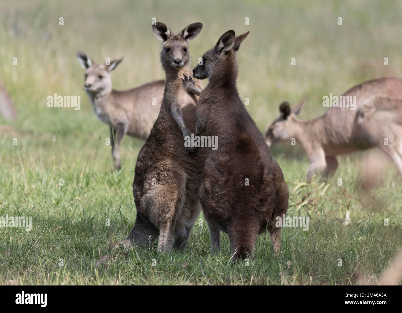 Kangaroos are some of Australia's most recognisable and well known ...