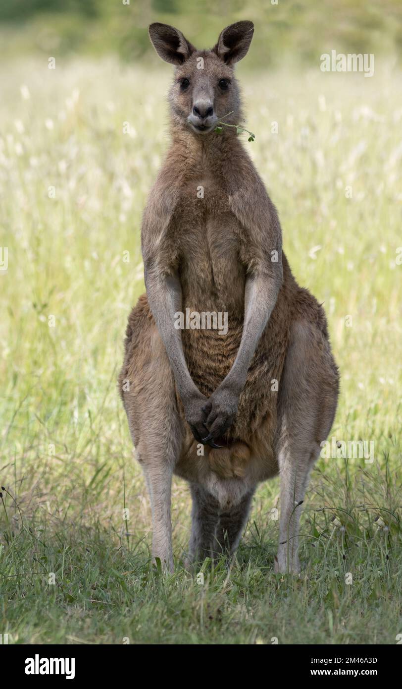 Kangaroos are some of Australia's most recognisable and well known ...