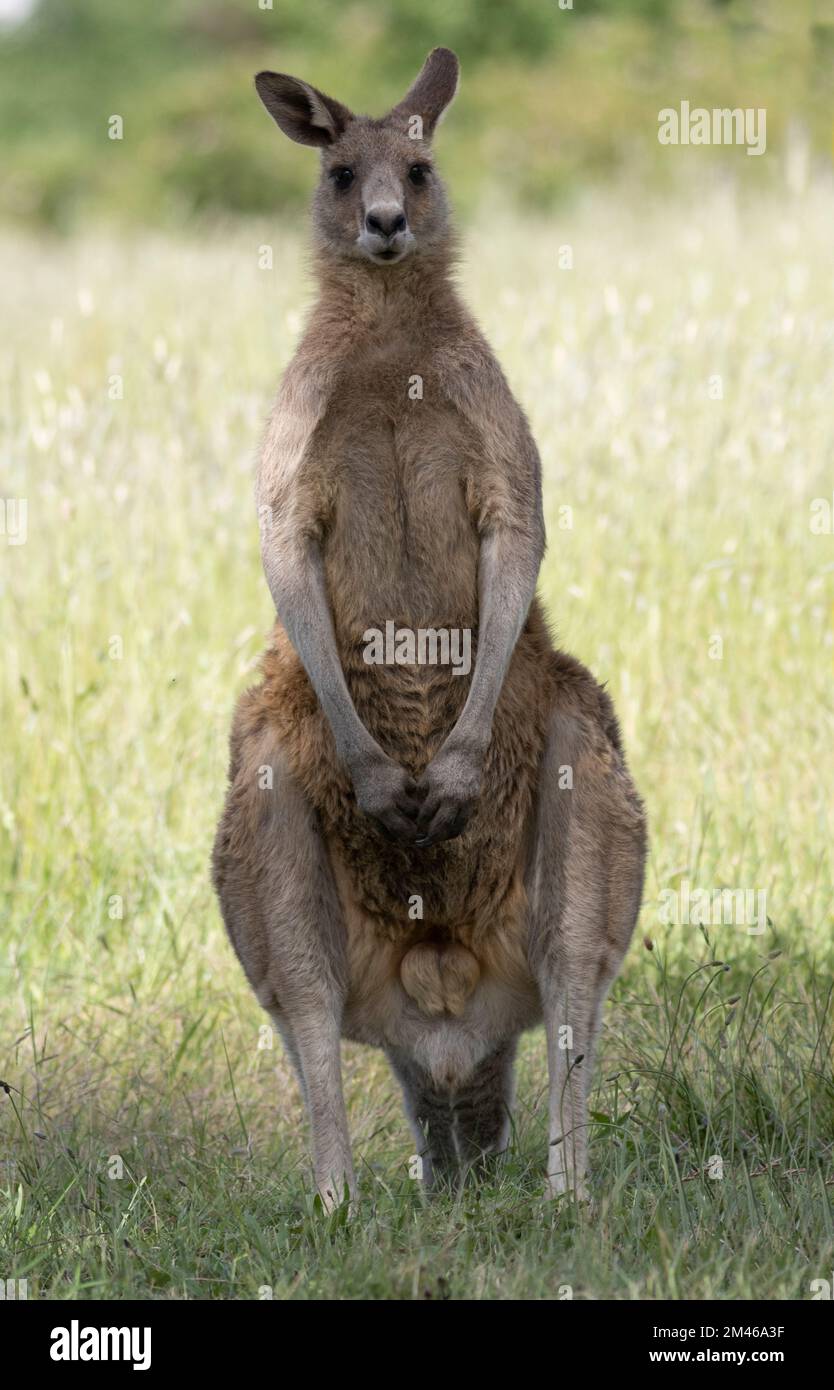 Kangaroos are some of Australia's most recognisable and well known ...