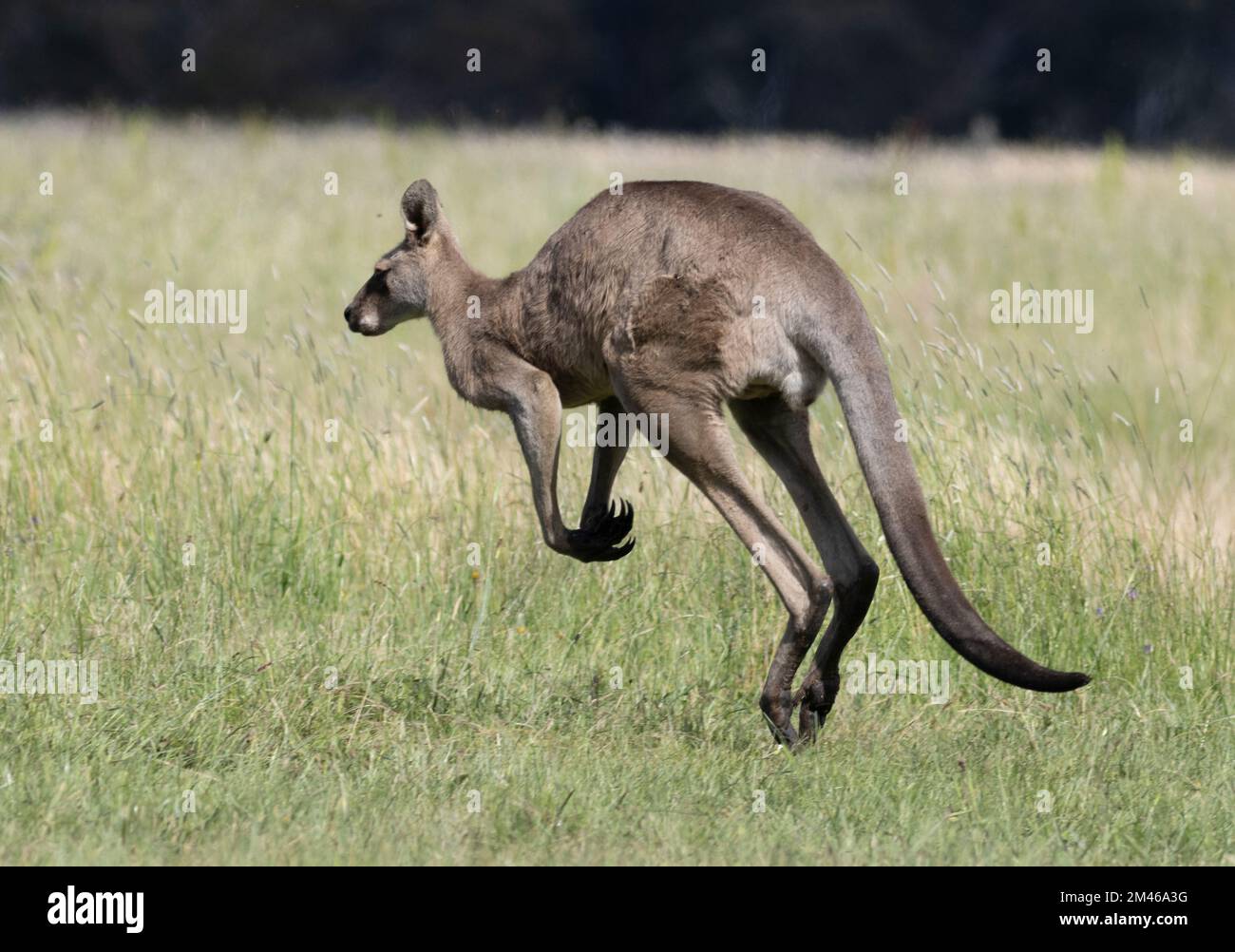 Kangaroos are some of Australia's most recognisable and well known ...
