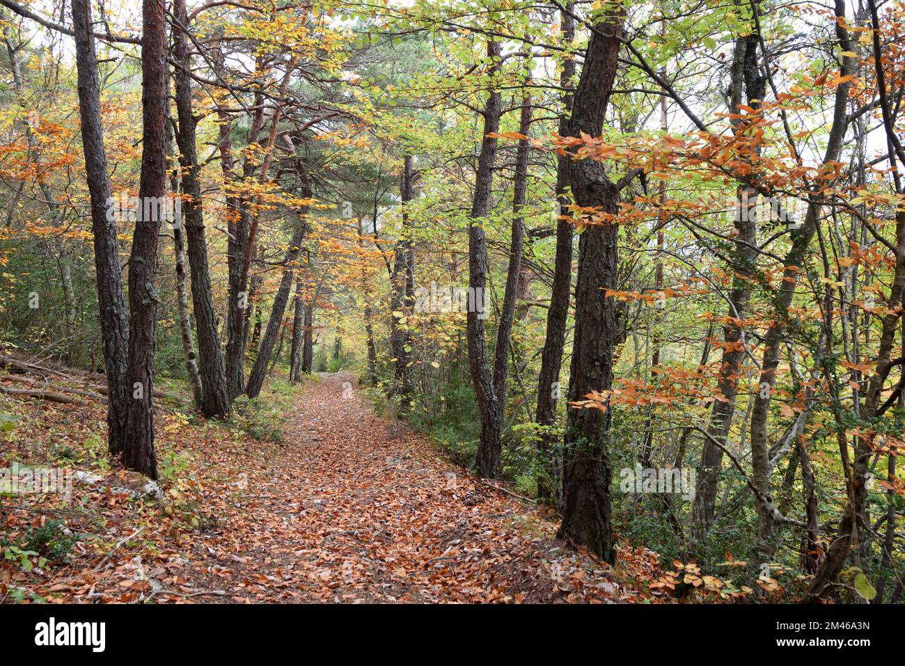 Forest path with beech trees hi-res stock photography and images - Alamy