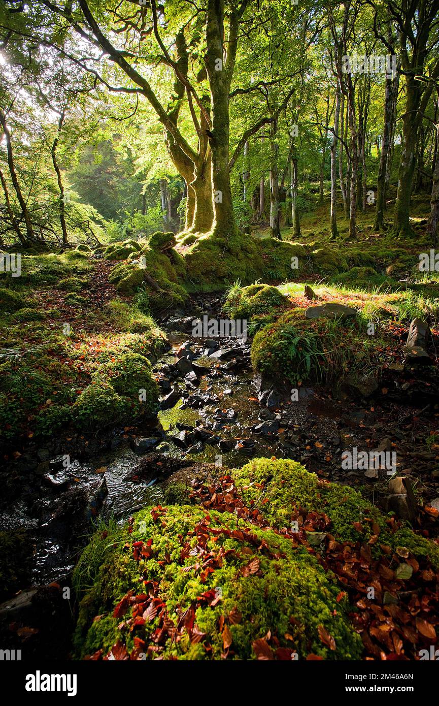 Sun dappled woodland glade on the island of Ulva, Inner Hebrides, Scotland Stock Photo - Alamy