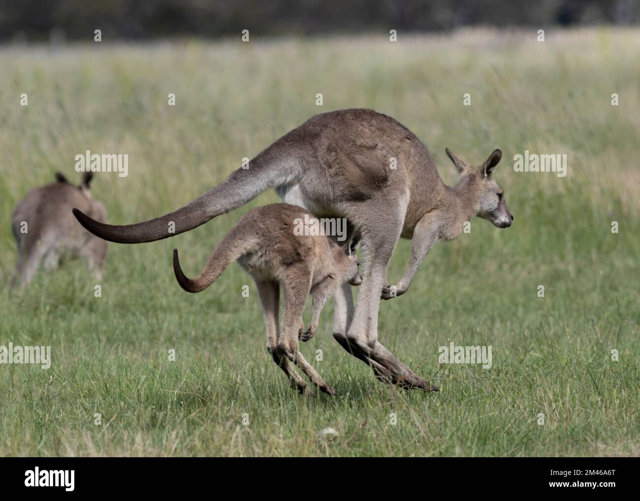 Kangaroos are some of Australia's most recognisable and well known ...