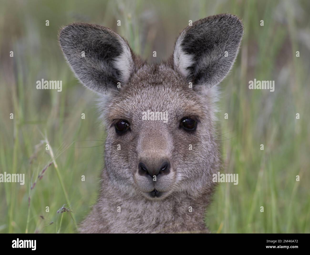 Kangaroos are some of Australia's most recognisable and well known ...