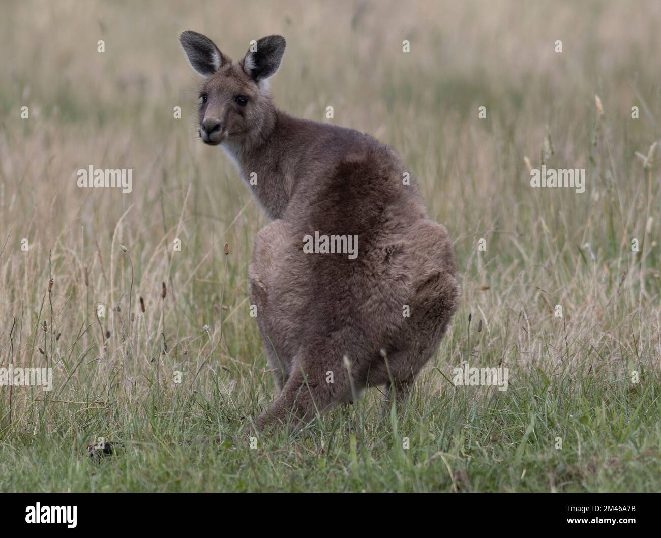 Kangaroos are some of Australia's most recognisable and well known ...