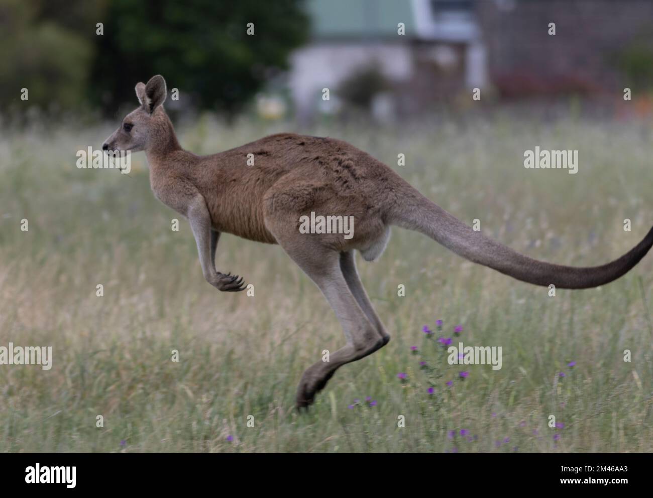 Kangaroos are some of Australia's most recognisable and well known ...