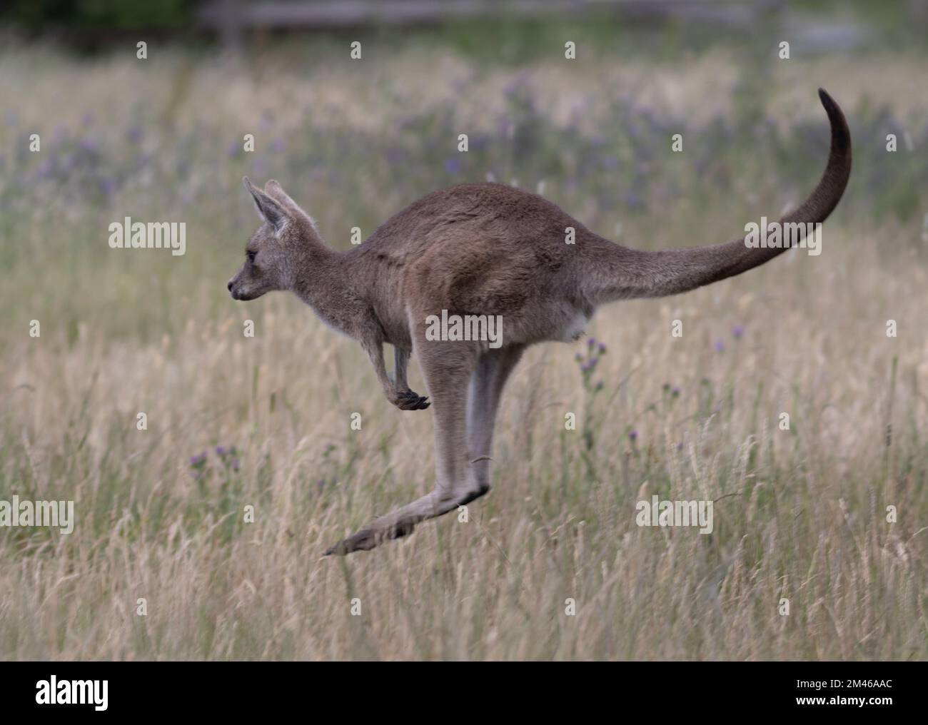 Kangaroos are some of Australia's most recognisable and well known ...