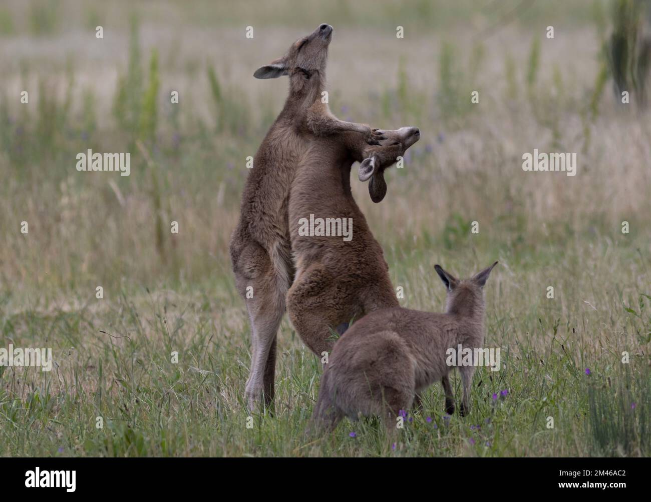Kangaroos are some of Australia's most recognisable and well known ...