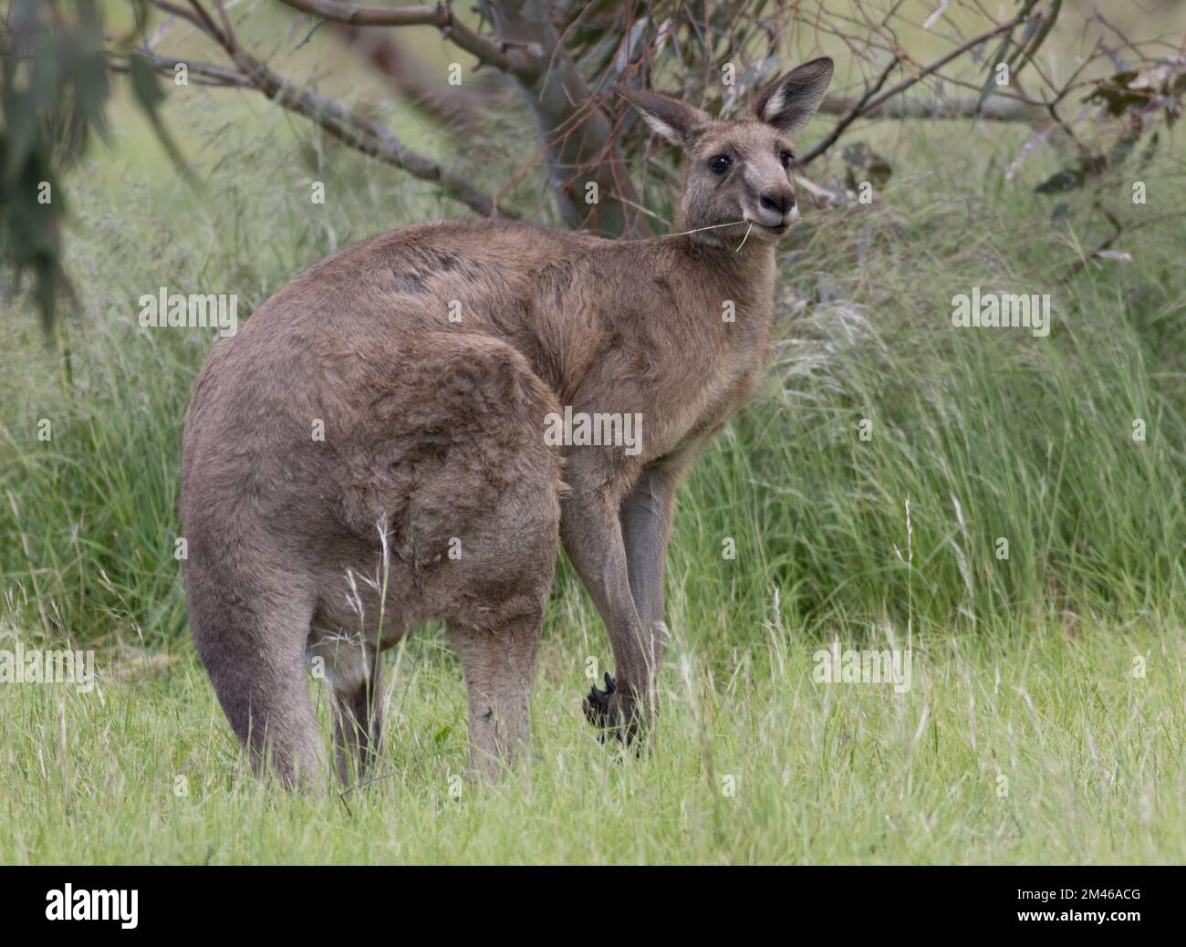Kangaroos are some of Australia's most recognisable and well known ...