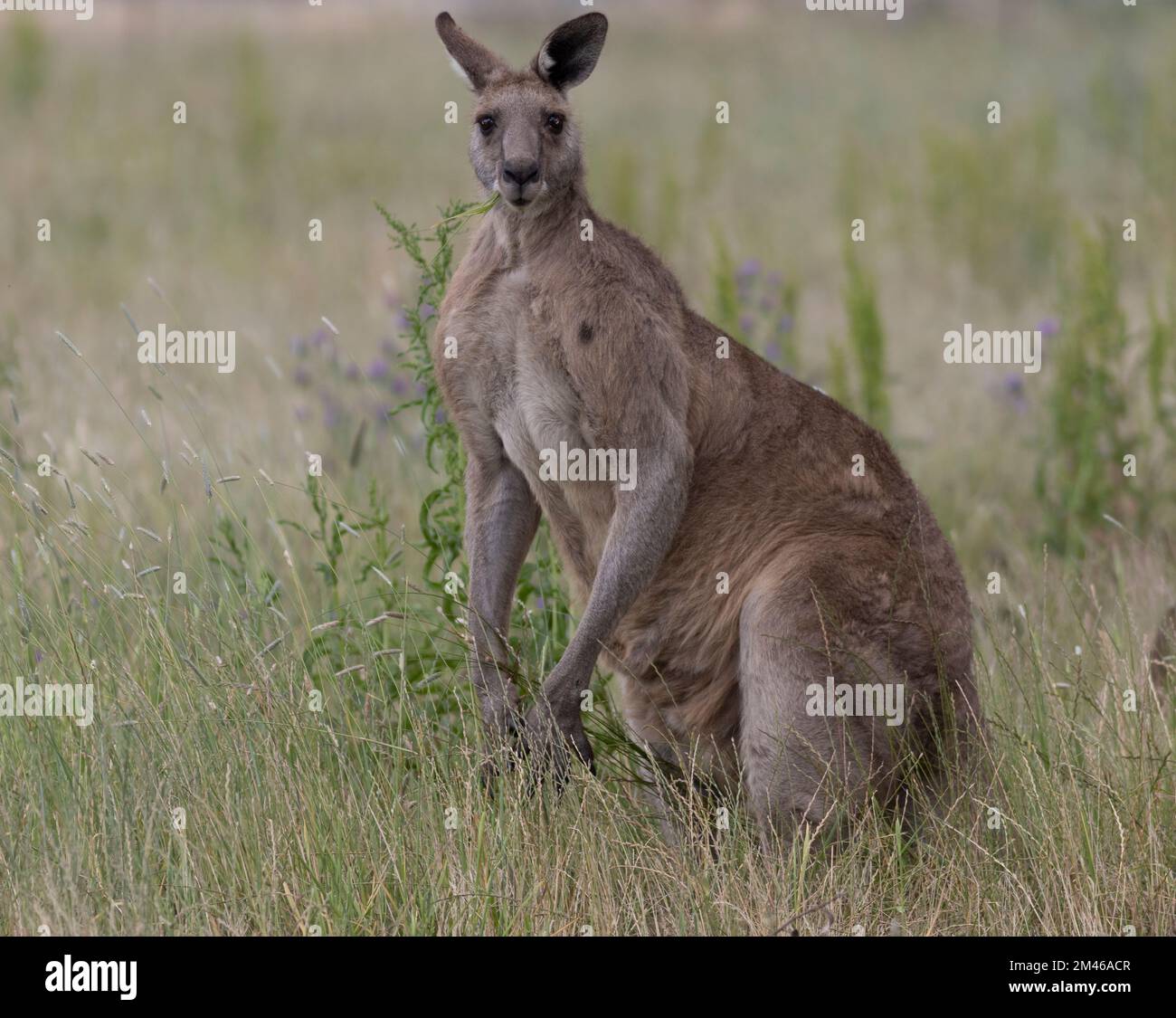 Kangaroos are some of Australia's most recognisable and well known ...