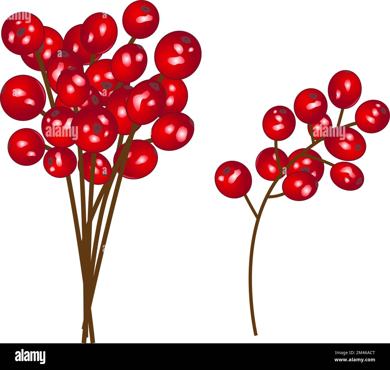Branch of Christmas red berries on isolated white background Stock ...