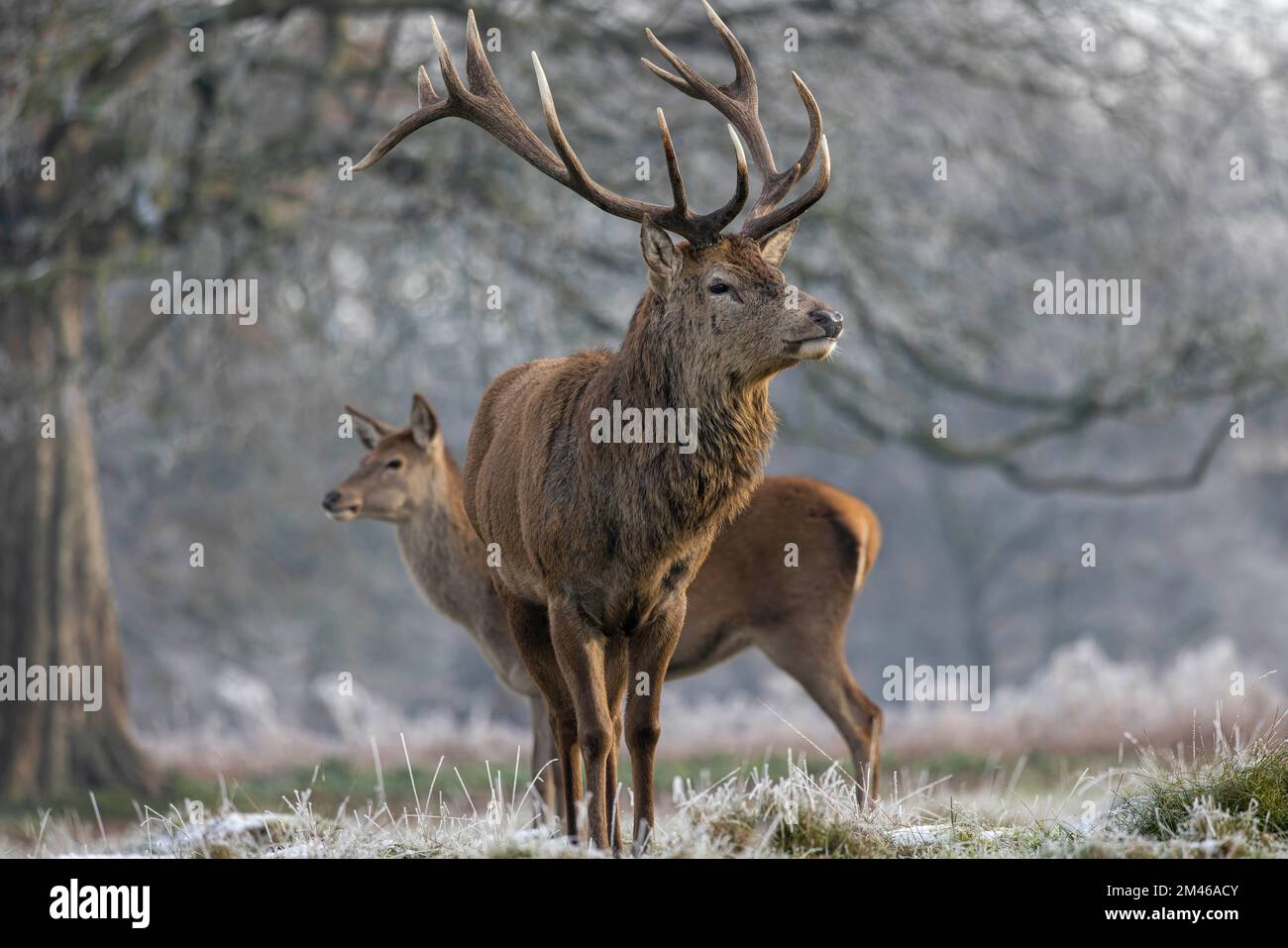 STUNNING images of two juvenile stags boxing with each other under the ...
