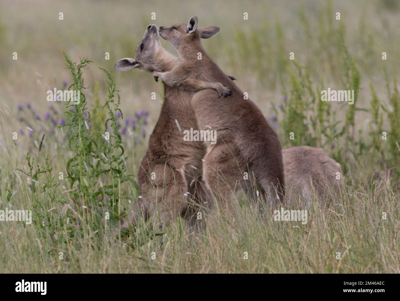 Kangaroos are some of Australia's most recognisable and well known ...