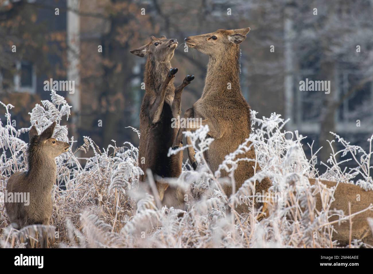 STUNNING images of two juvenile stags boxing with each other under the ...