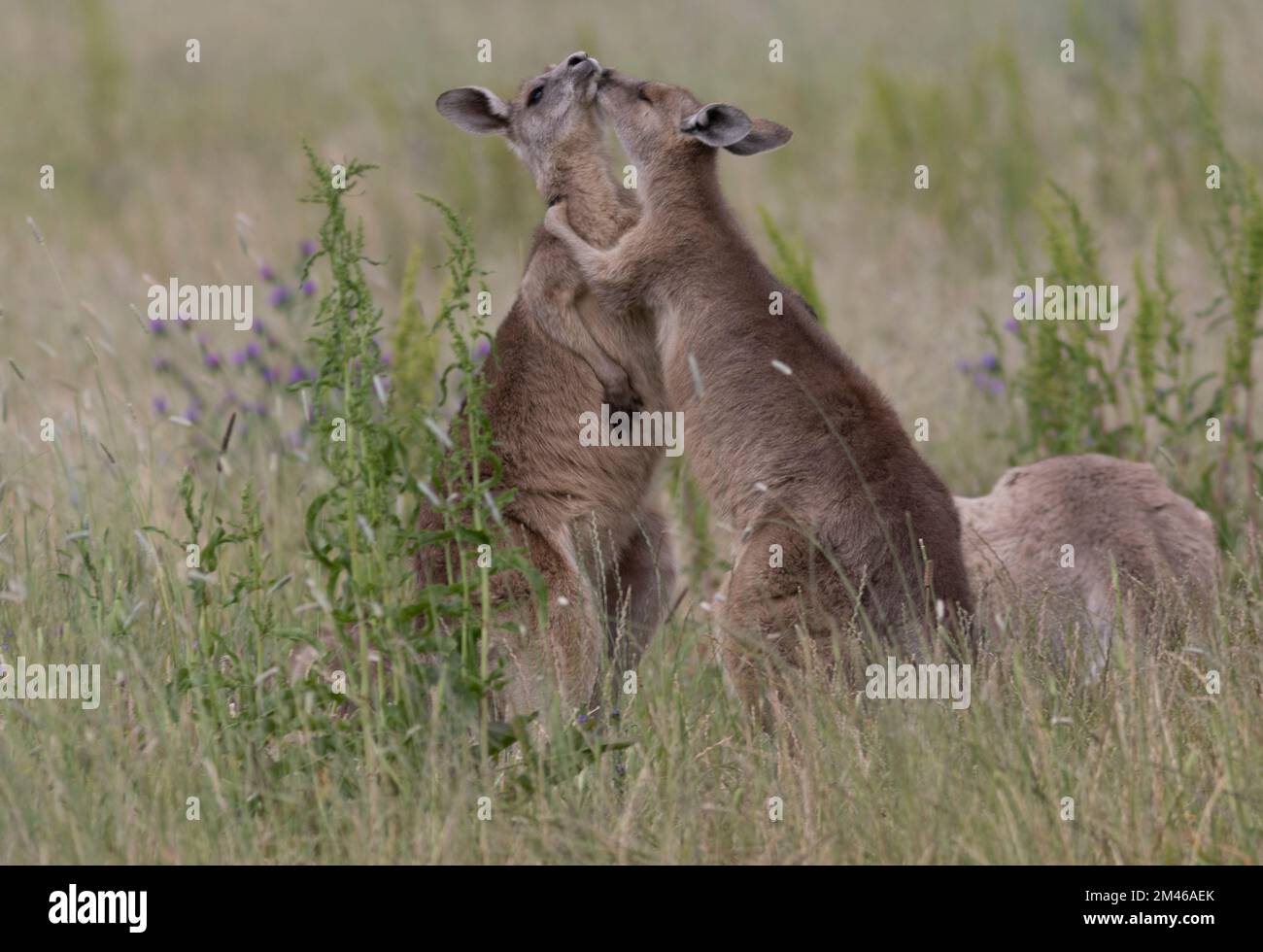 Kangaroos are some of Australia's most recognisable and well known ...