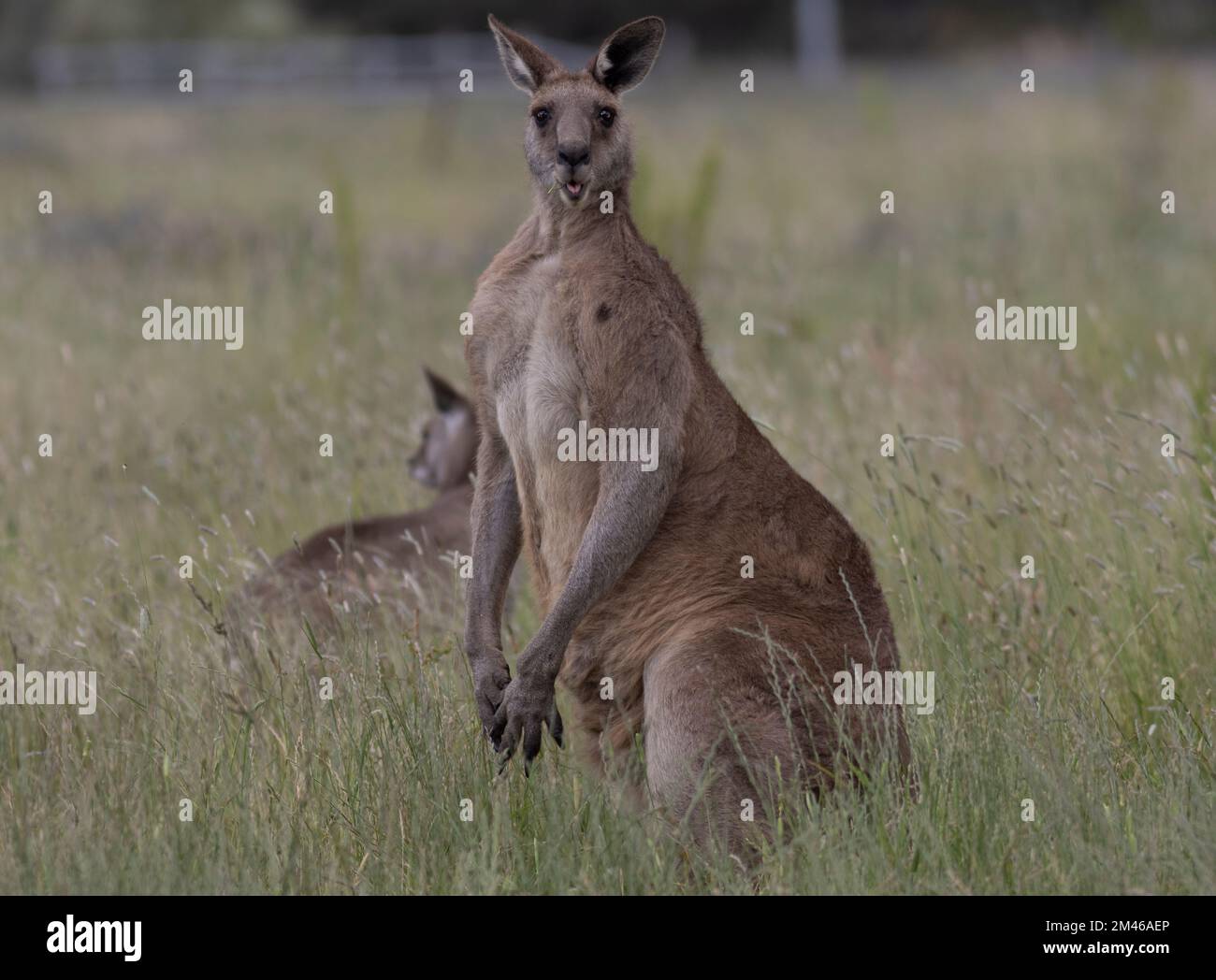 Kangaroos are some of Australia's most recognisable and well known ...